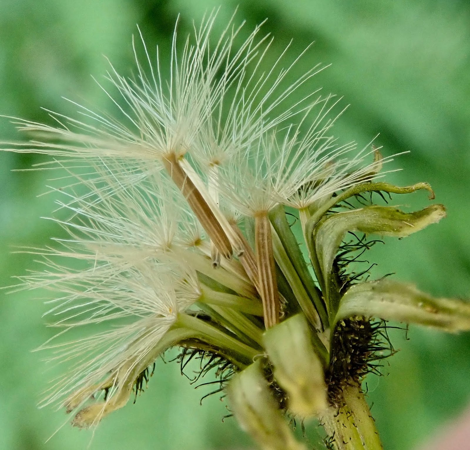 Violets and others: Crepis paludosa. Marsh Hawksbeard + Crepis lampsanoides