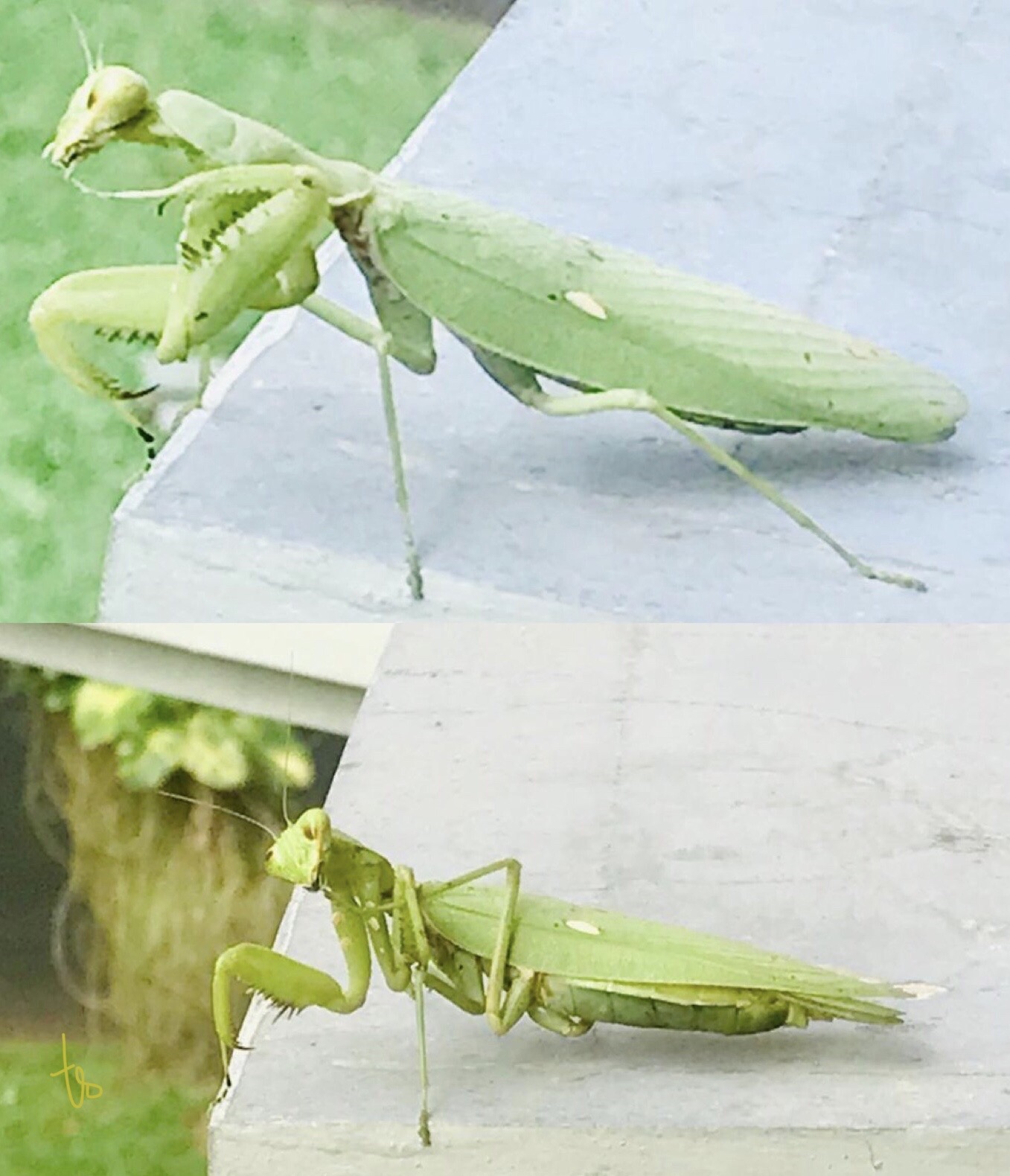 Simple Joy In The Morning