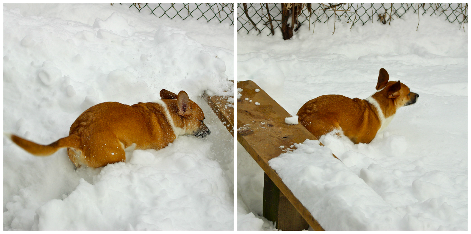 west blowing wind: -:- snow bunny