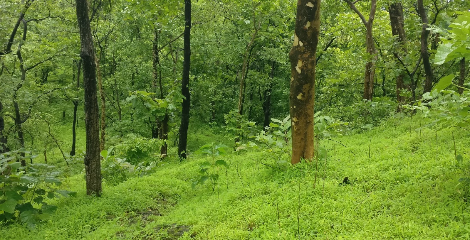 Manikgad Fort Trek | A Trek That Will Make You Wonder - SAMSTRAVELPLAN