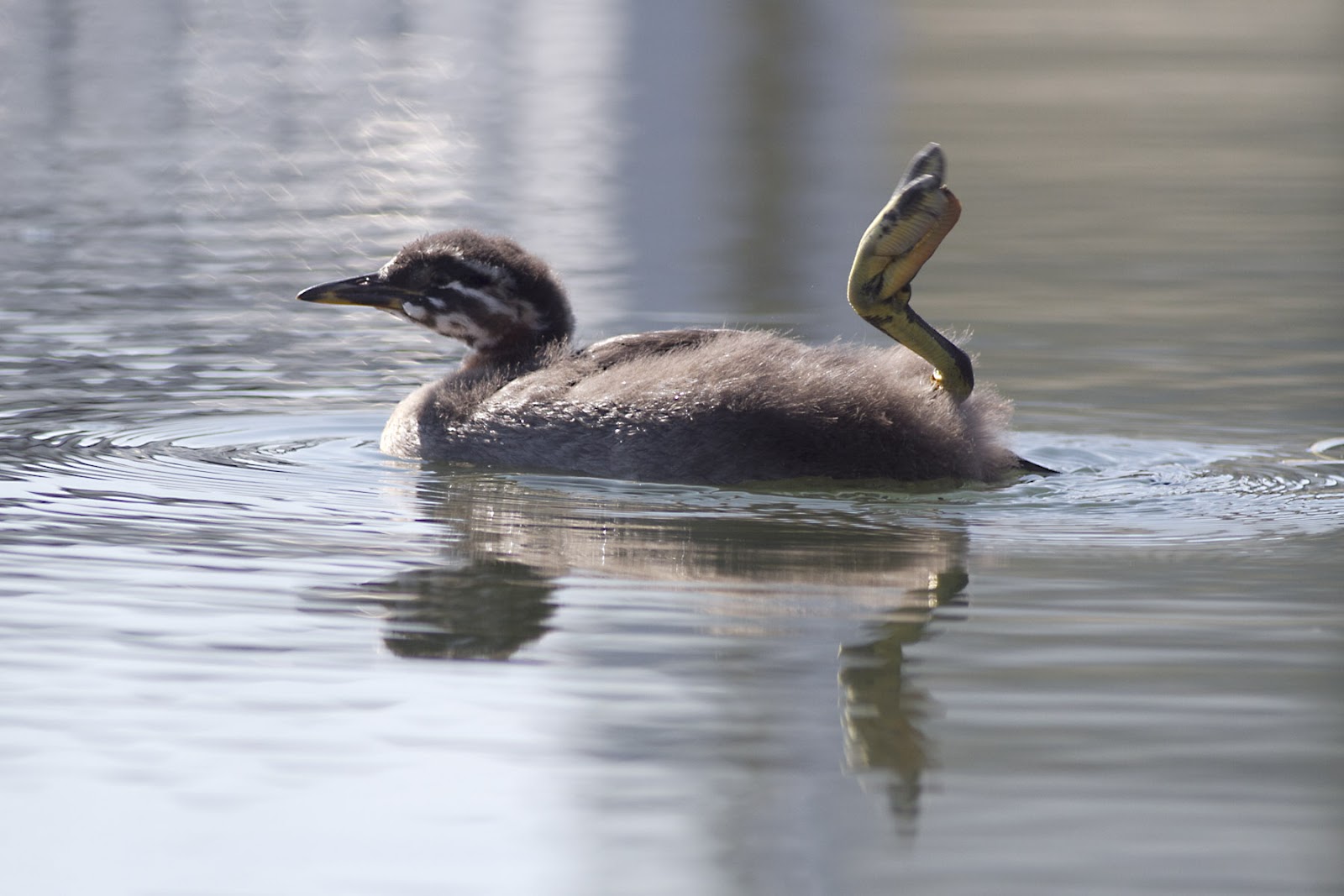 Ann Brokelman Photography: Red-necked Grebe - Young bird still being ...