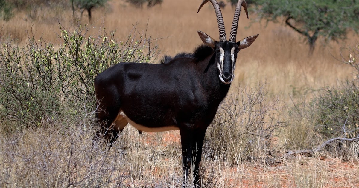 Namibia Reservations: Have you any idea how beautiful Namibian Sable are??