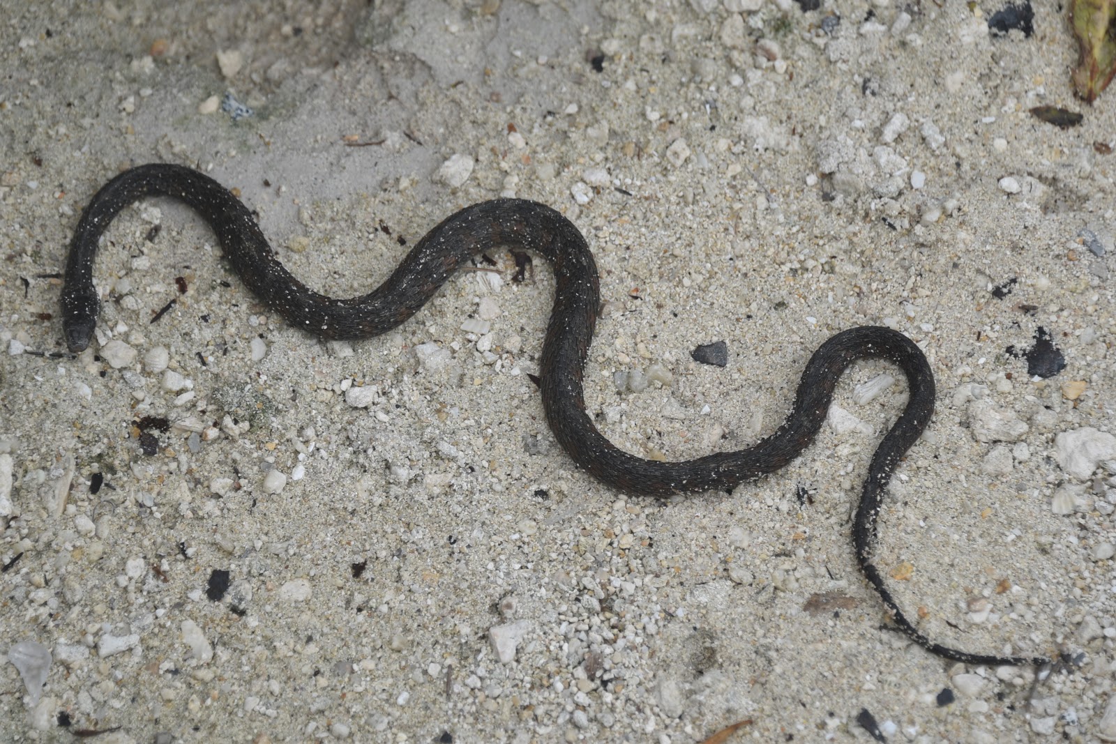 Visions From Key West