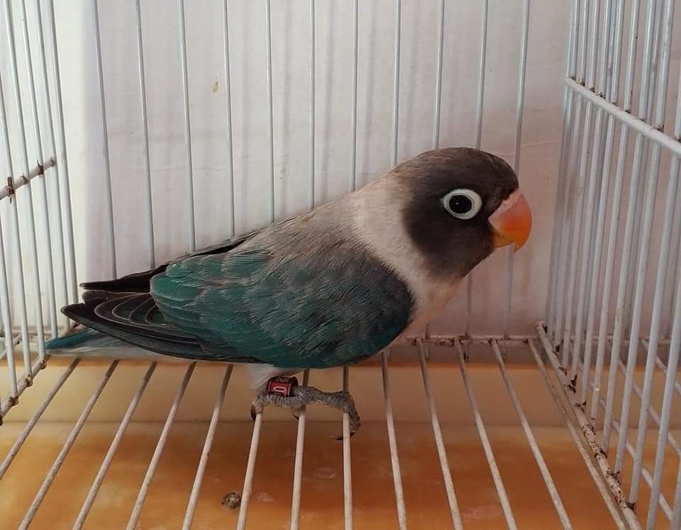 Getting Opaline Personatus Lovebirds - African Lovebird Mutation