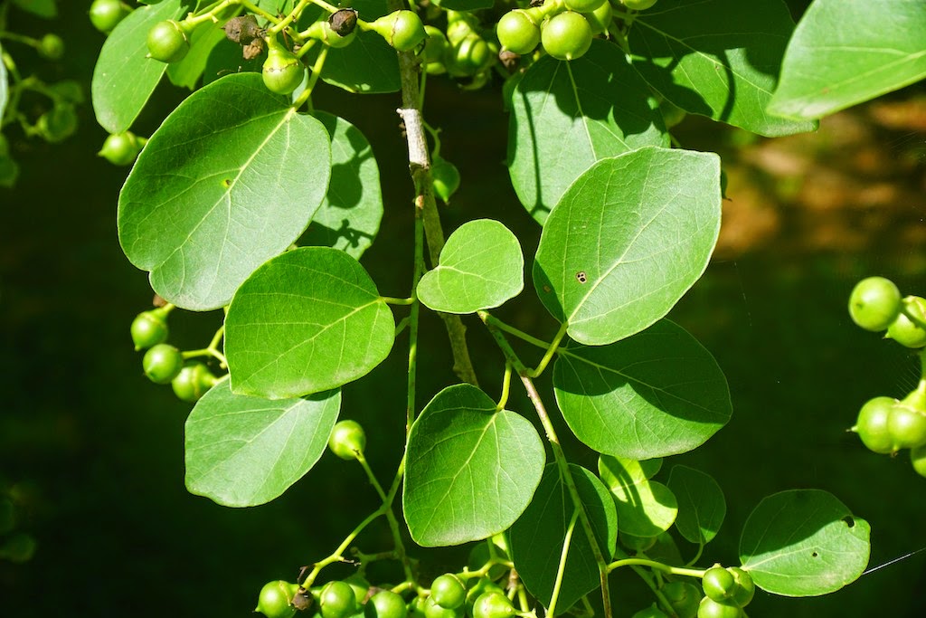 Flora de Puerto Rico Ilustrada Papo Vives: BORAGINACEAE CORDIA OBLIQUA ...