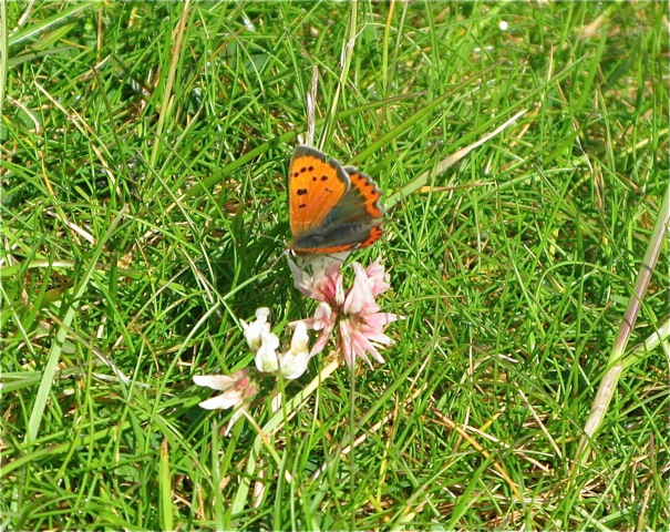 Islay Natural History Trust: Small Copper and Six-spot Burnet moth