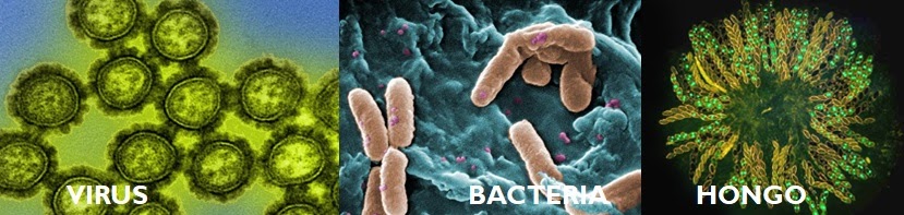 Salud, Seguridad y Medio Ambiente: [A204] Clasificación de agentes ...