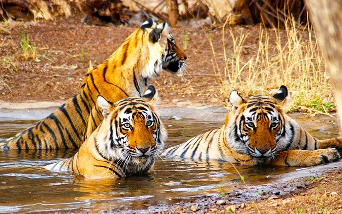 Incontra la bellezza della fauna selvatica nel Rajasthan nel loro ...
