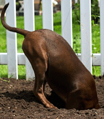 Dog Training Tips: How to train your dog: Stopping Dog's Undesirable ...