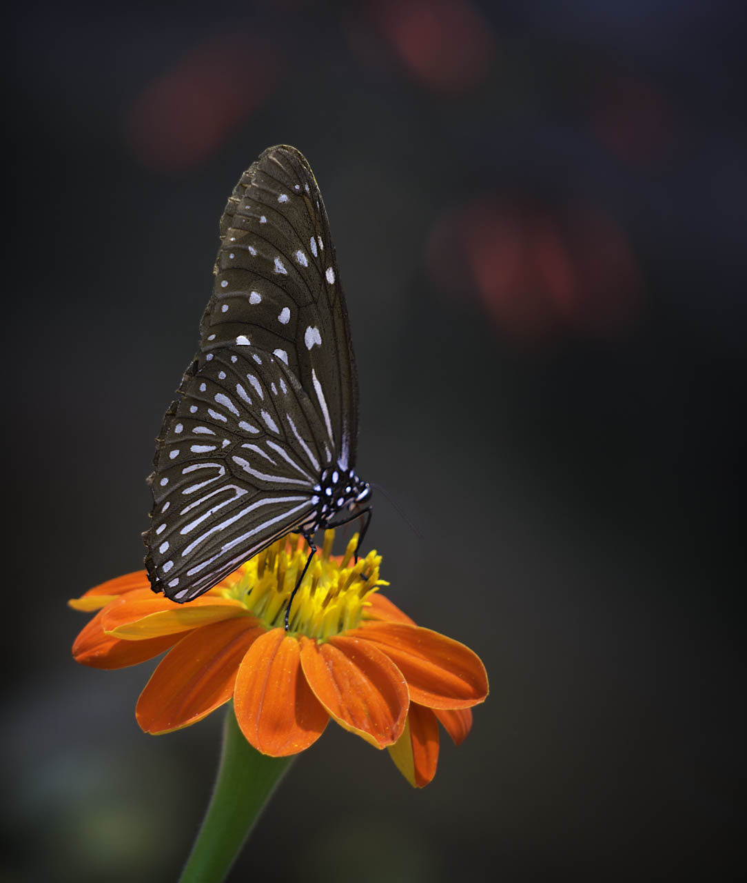 Jim Cox Photos: Butterfly Cambodia Butterfly Center