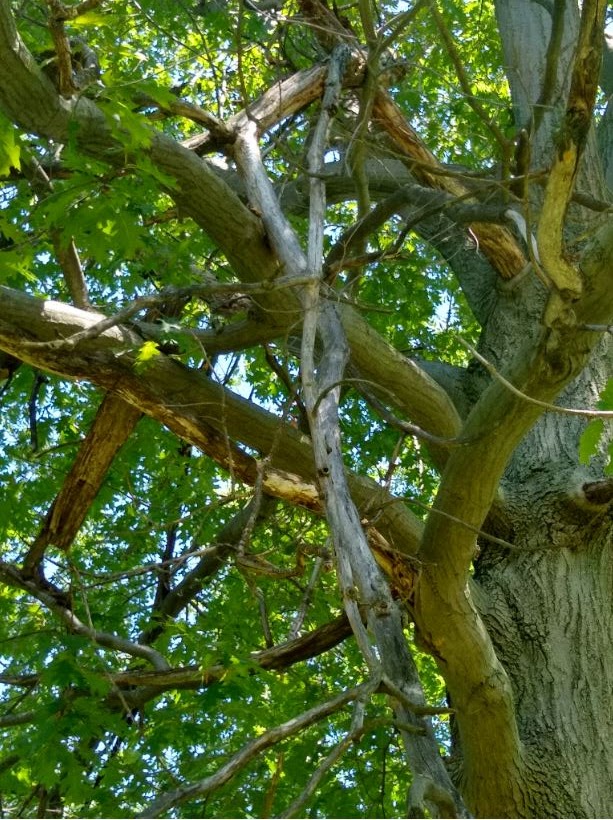 The Woodsman's Journal Online: Fallen Trees, an Emergency Shelter