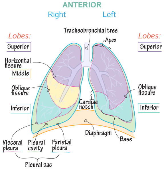 Anatomi Paru Paru Manusia - Anatomi Tutorial
