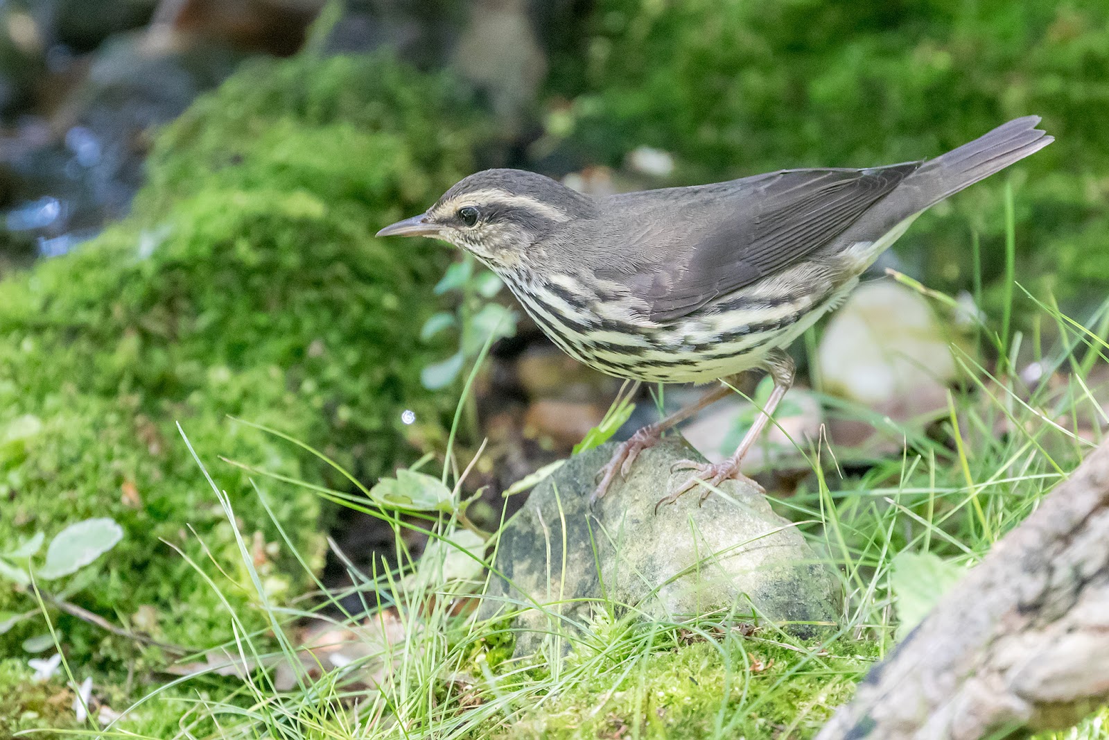 Northern waterthrush