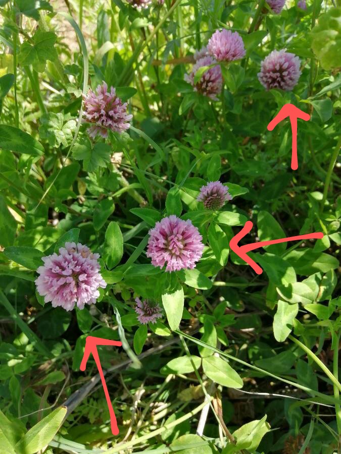 Escuela Municipal de Jardinería "El Pinar": EL TREBOL- "Trifolium pratense"