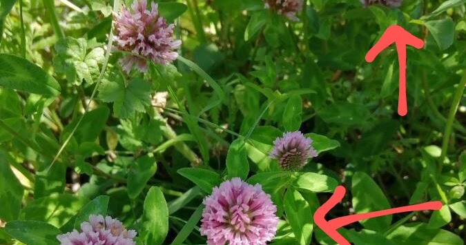 Escuela Municipal de Jardinería "El Pinar": EL TREBOL- "Trifolium pratense"