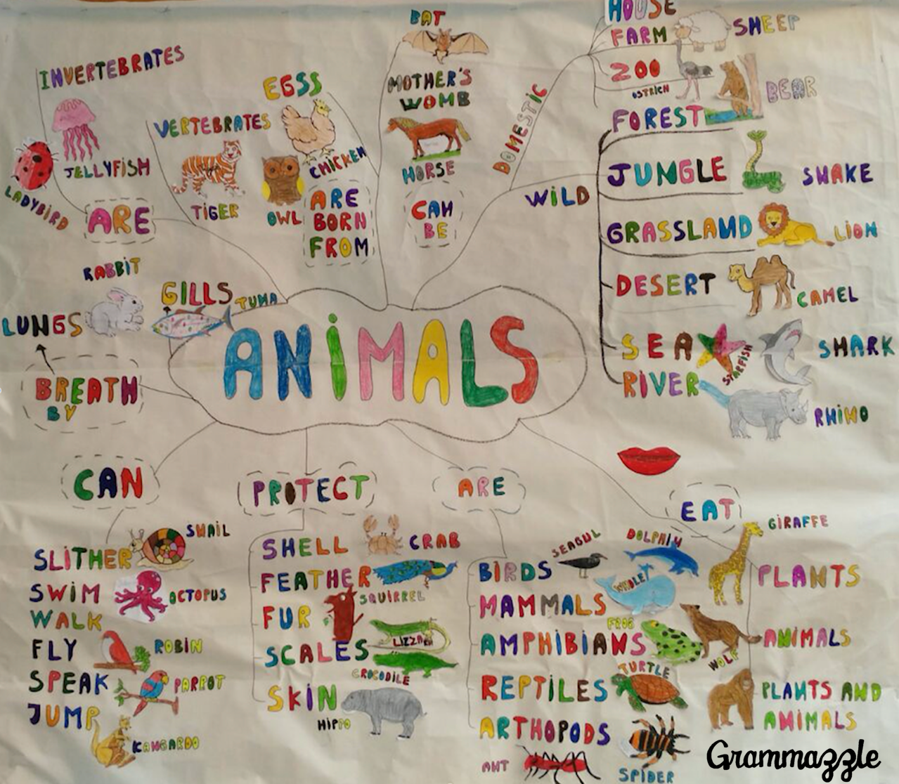 The Animal Project | Grammazzle