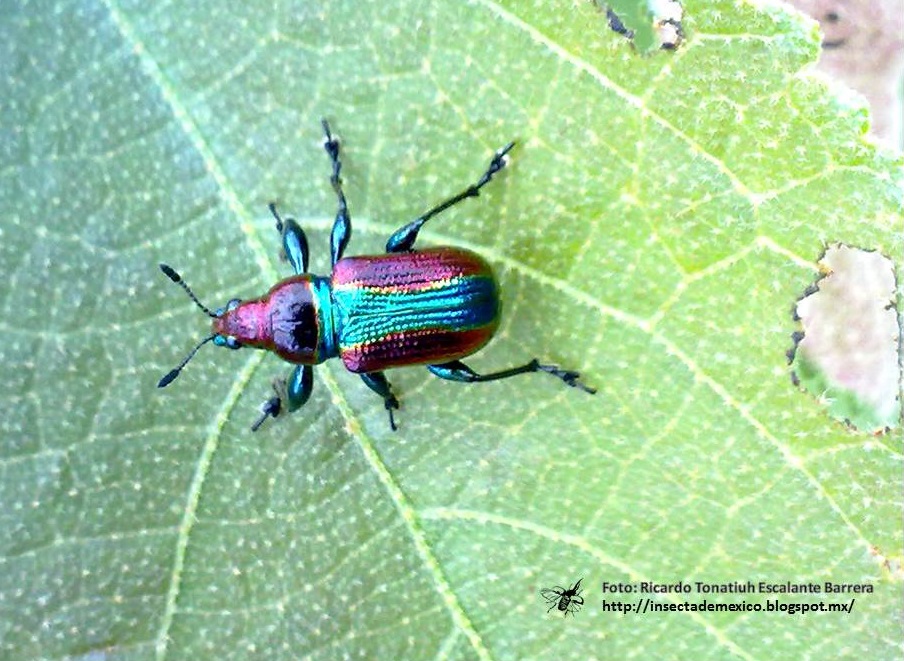 Insecta de México: mayo 2013