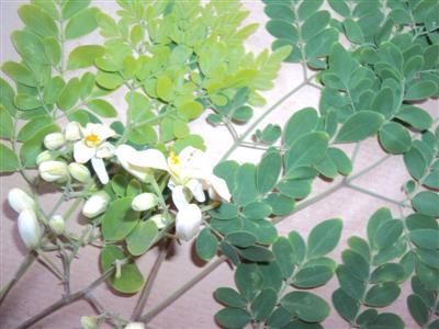 papanasini: MORINGA LEAVES ( MURINGA ILA )