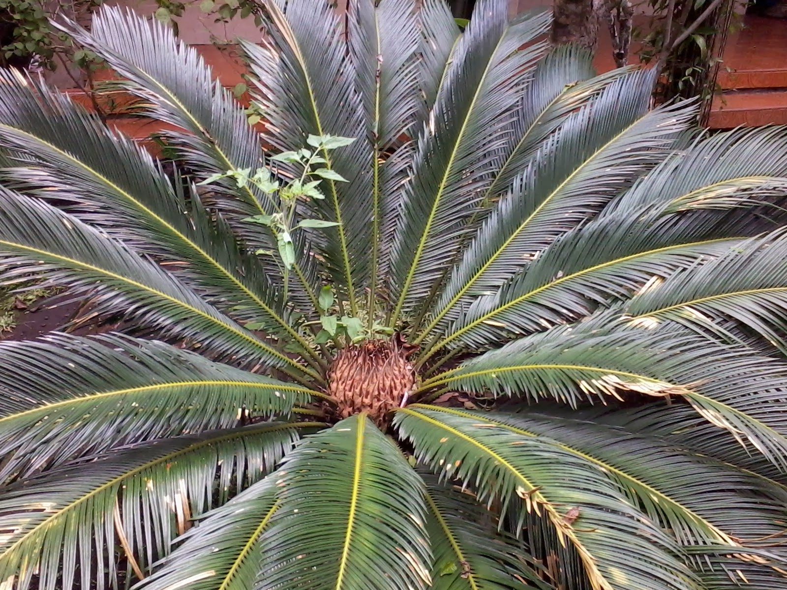 Palem Sikas Pohon Palem Sikas ~ Arya Flower