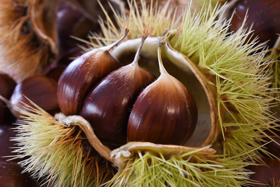 Frutas y Hortalizas: FRUTOS SECOS: Castañas y Nueces de Macadamia