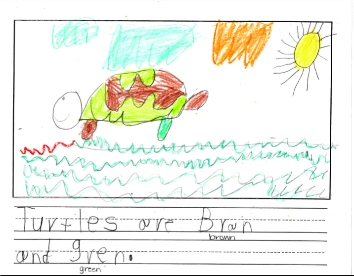 Mrs. Ricca's Kindergarten: Nonfiction Writing {Turtles}