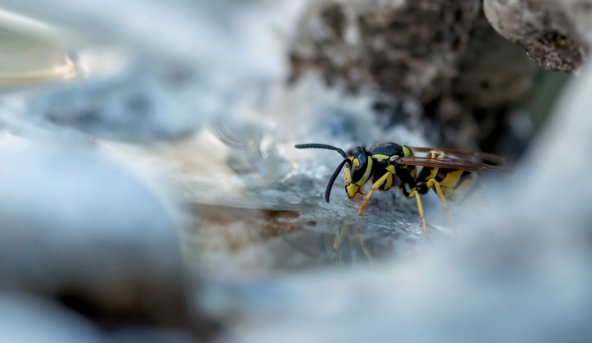 Mijn natuur: De gewone wesp