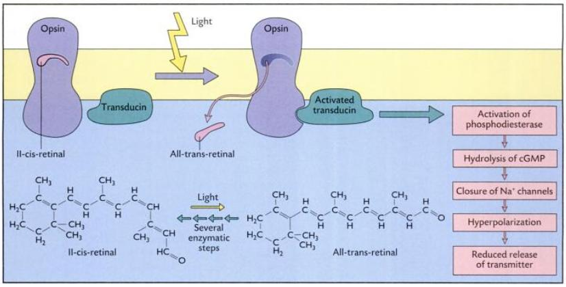 Retinal And Opsin