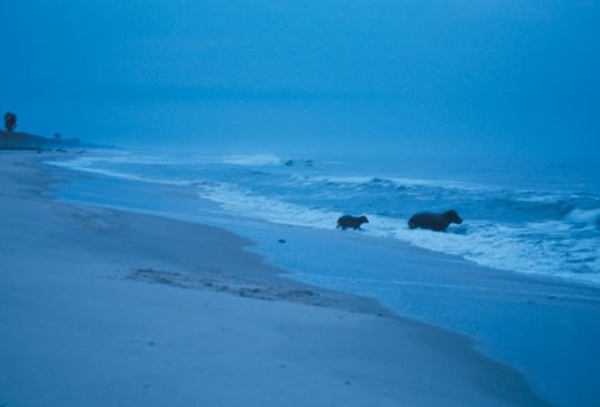 bensozia: The Surfing Hippos of Gabon's Loango National Park
