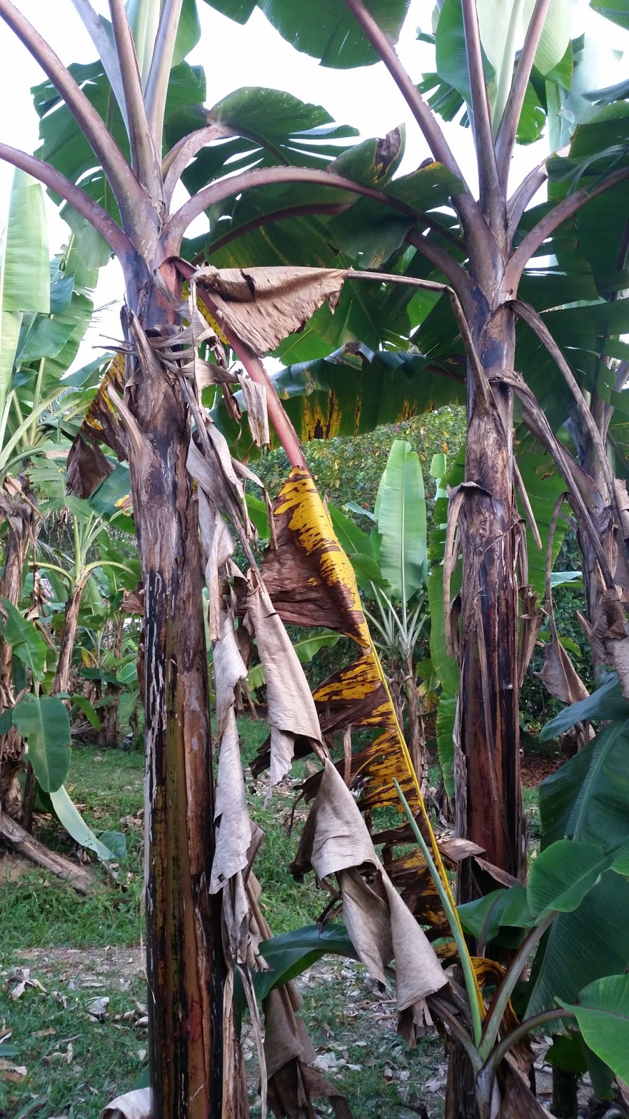 Warisan Petani: Tanaman Pisang 4 : Pokok Pisang Raja Udang.