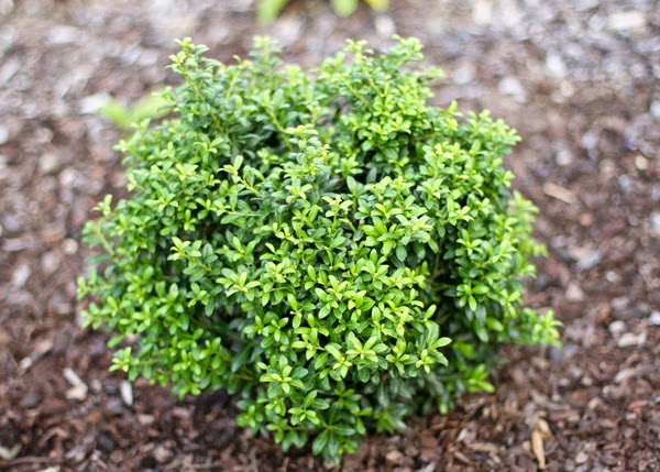 VW Garden: Soft Touch Compact Holly: A Useful Little Evergreen Shrub