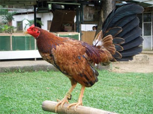 historia del gallo gallino