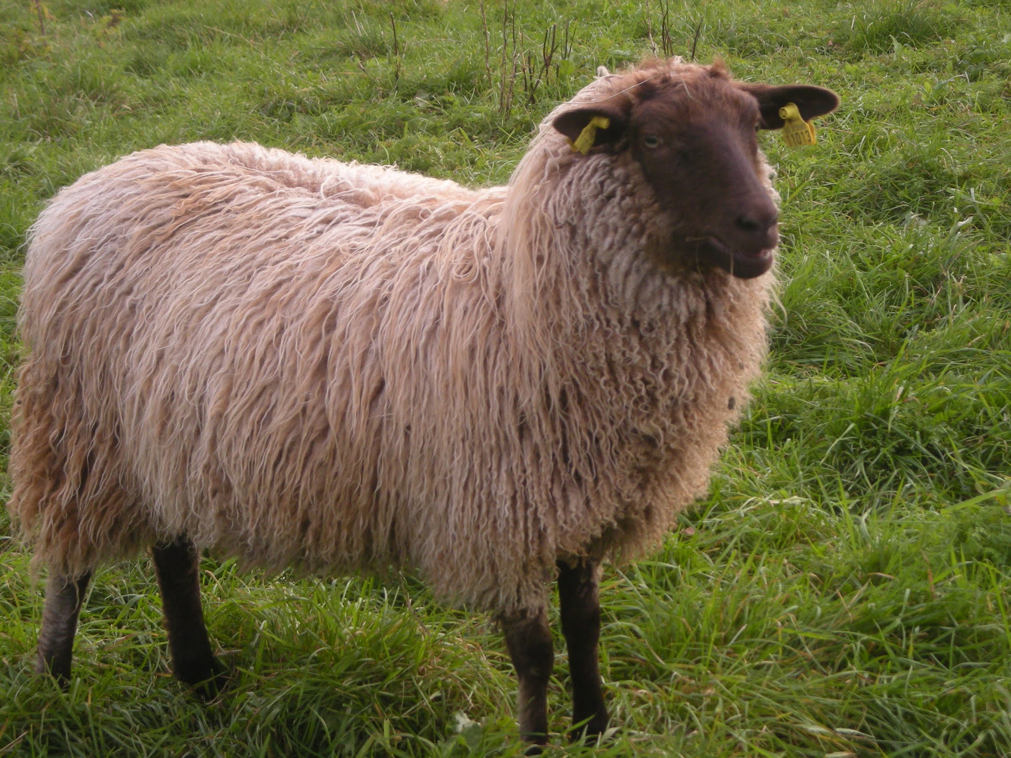FALE ARTUT: Spara, Snåla eller Slösa