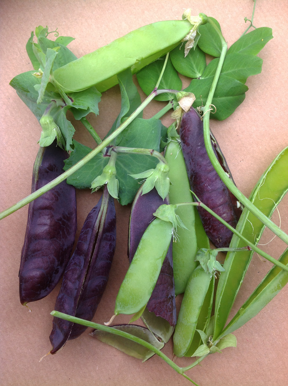 purple podded peas: As UN-alike as peas in a pod