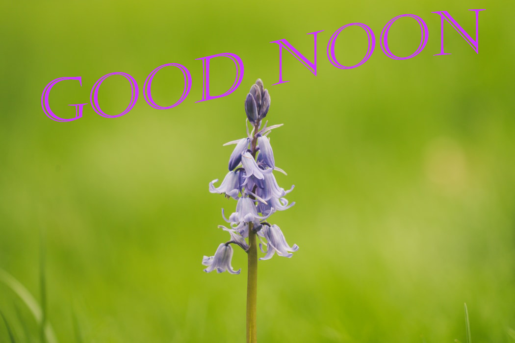 Good Afternoon Images With Quotes - Share Your Day Wishes