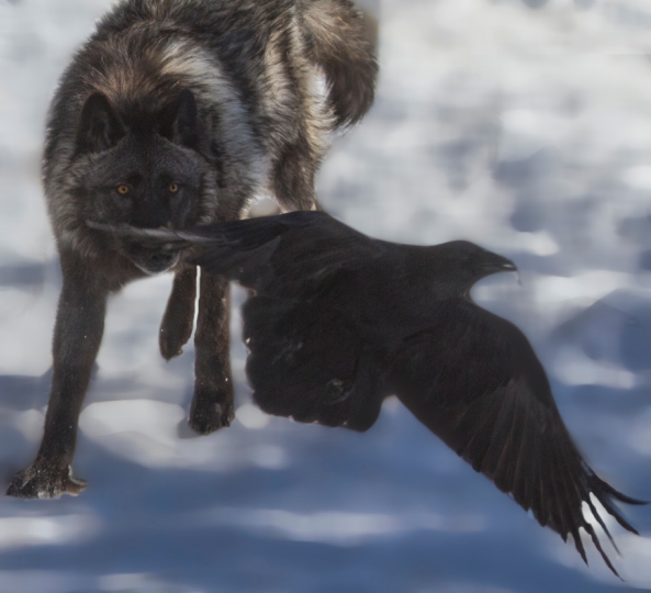 White Wolf : Wolves and Ravens; A Fascinating Relationship (Photos)