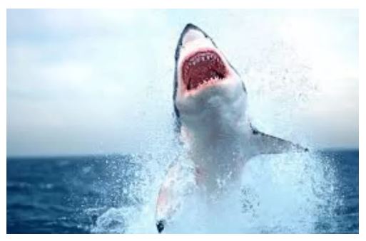 Fakta Hiu Putih Raksasa yang Unik dan Menarik sebagai Predator Terbesar ...