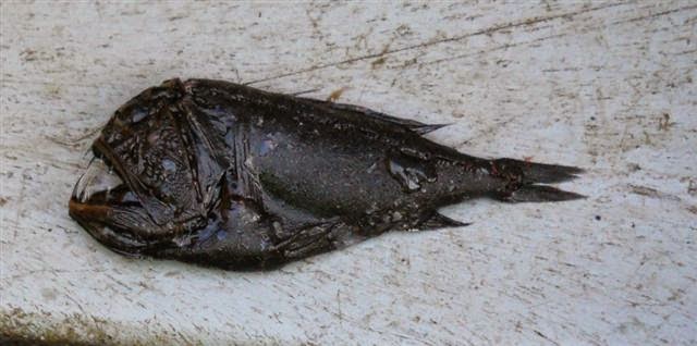 Artes de Pesca: EL PEZ COLMILLO LARGO