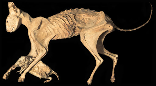 Venetian Cat - The Venice Blog: Francesco Morosini - The Great Venetian ...