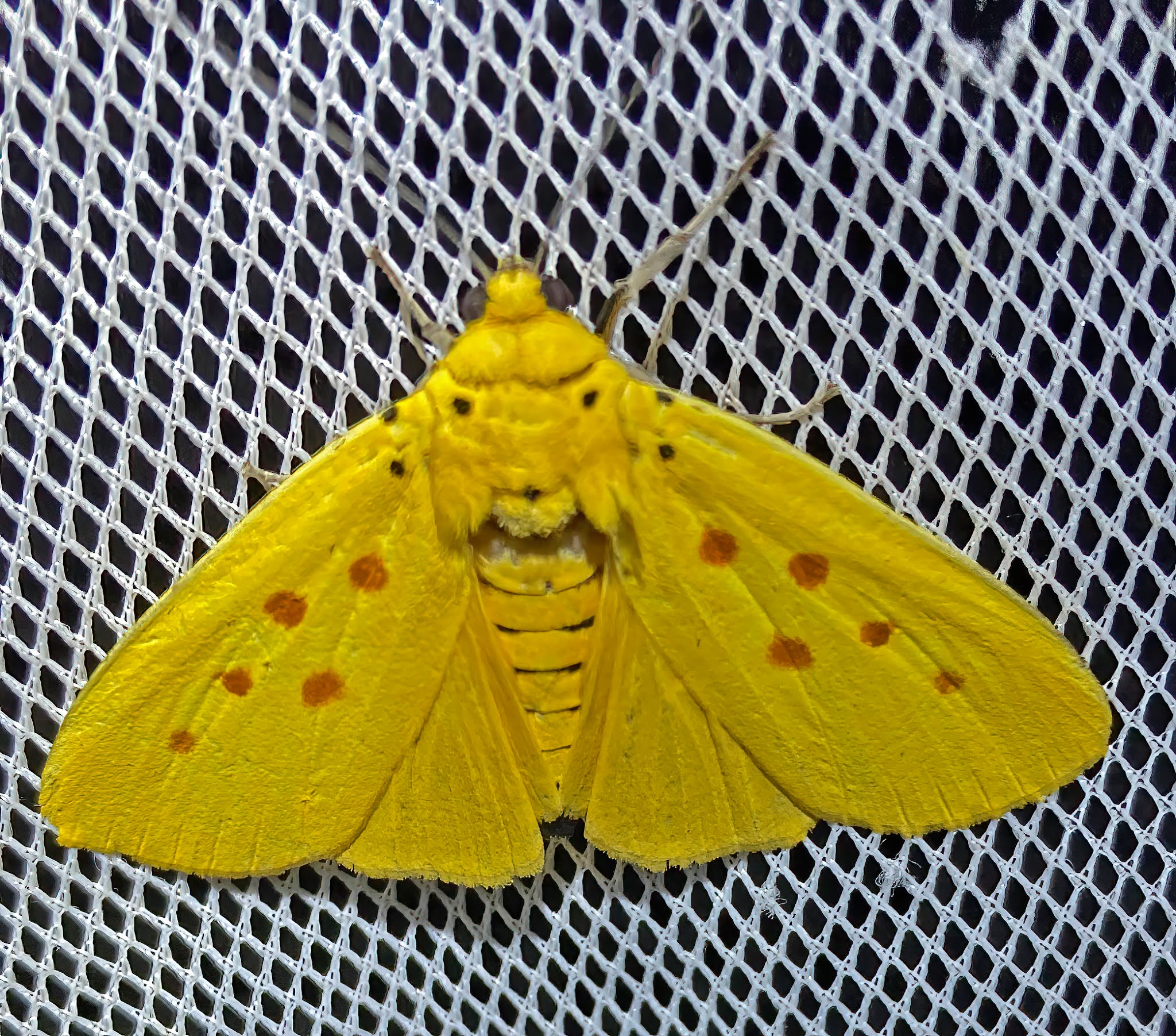 BunyipCo: Moth Night 14 July 2021