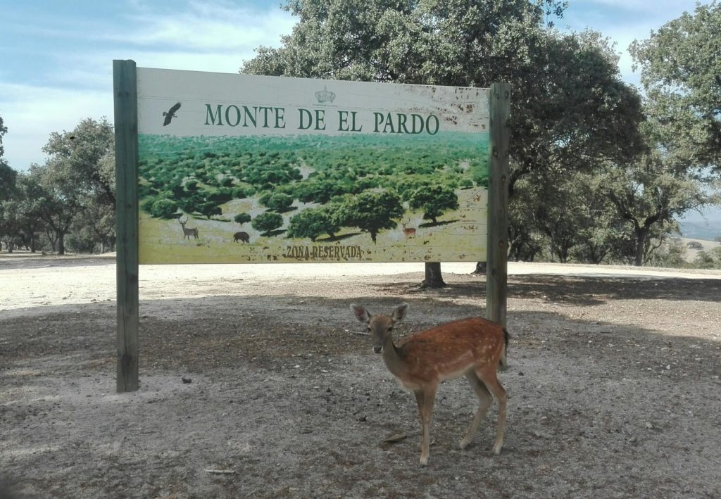 MIL Y UNA HISTORIAS : Monte de El Pardo