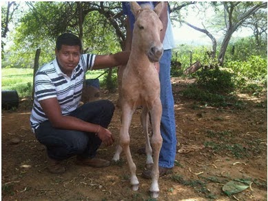 Jinete y Caballo: Desviaciones Articulares en los potros ``Carpus Varus´´