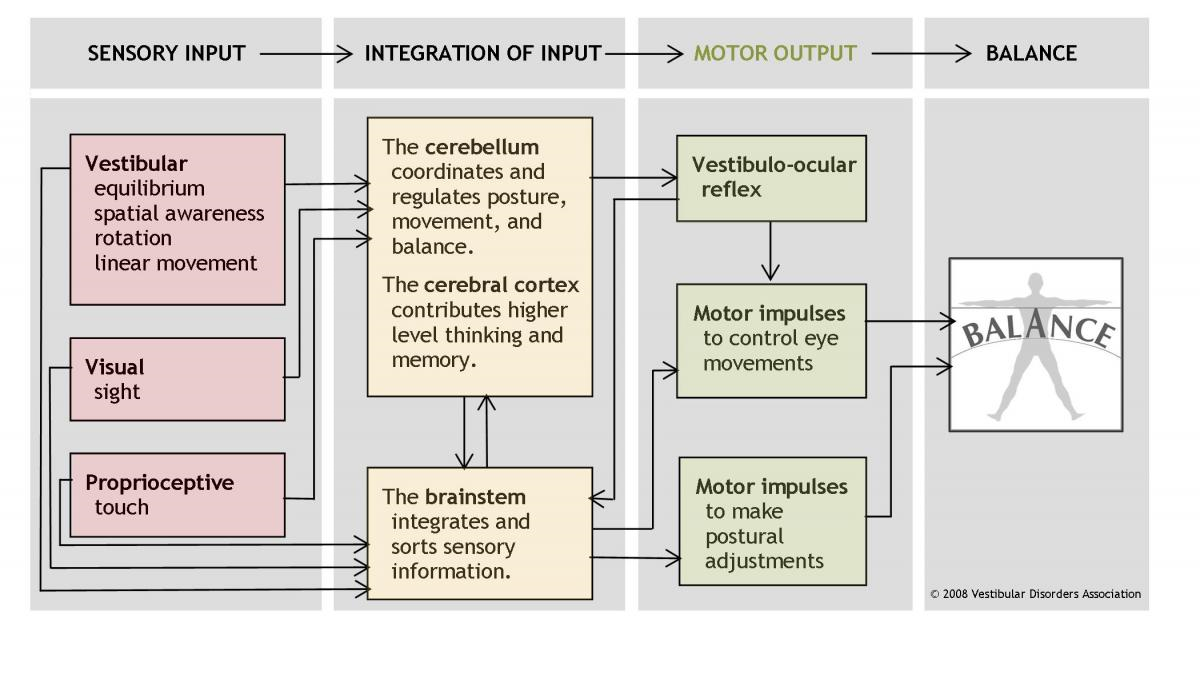 Everything Sensory: The Vestibular System