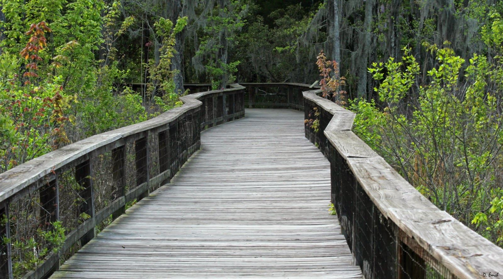 Capture America Journal: 4/16/14 Magnolia Plantation - Audubon Swamp ...