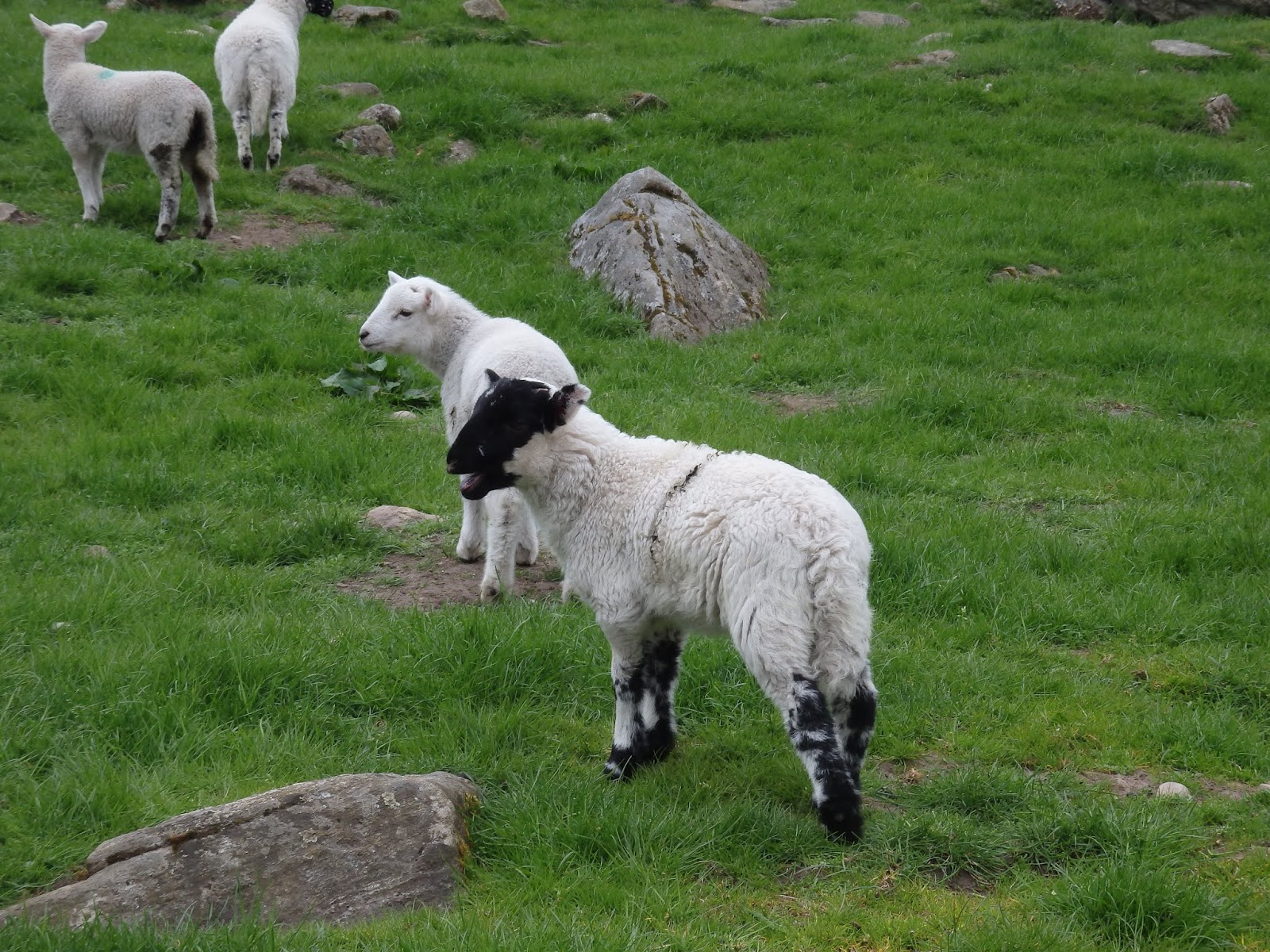 2 On the Road: Scotland - Leault Working Sheepdogs