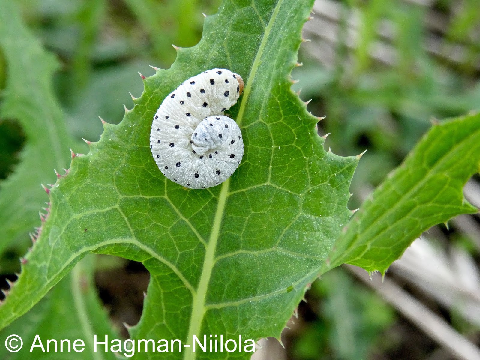 Annen jutut: SAHAPISTIÄINEN TOUKKA (Symphyta) larva