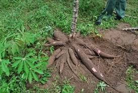 Easy Ways Cassava Cultivation of Good and True