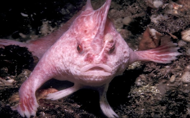 Naturaleza salvaje Blog: Los 10 animales más raros del mundo