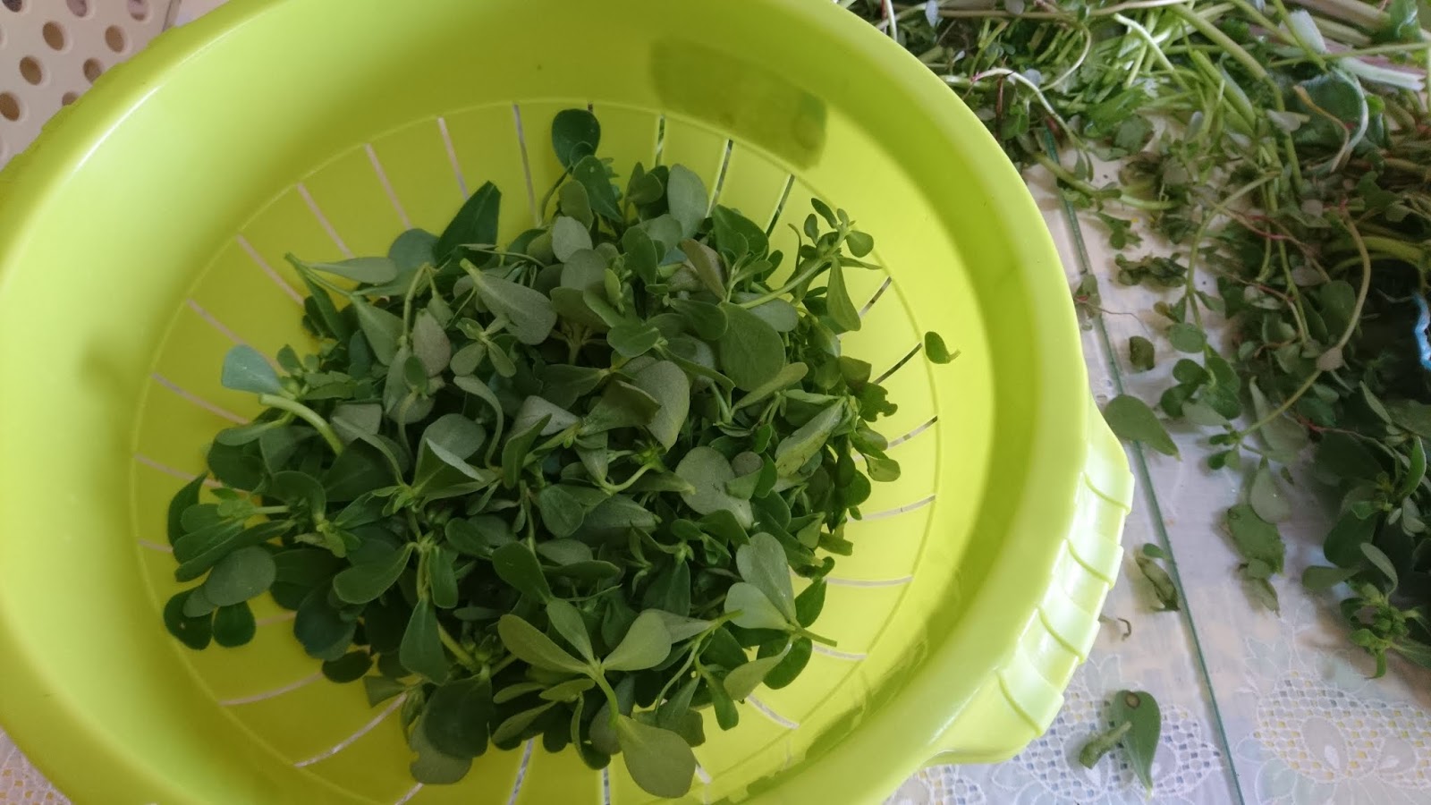 Casa da Saúde: Beldroegas e seus benefícios