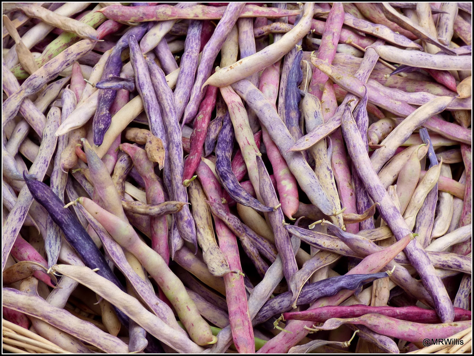 Mark's Veg Plot: The Shelling Beans are shelled.