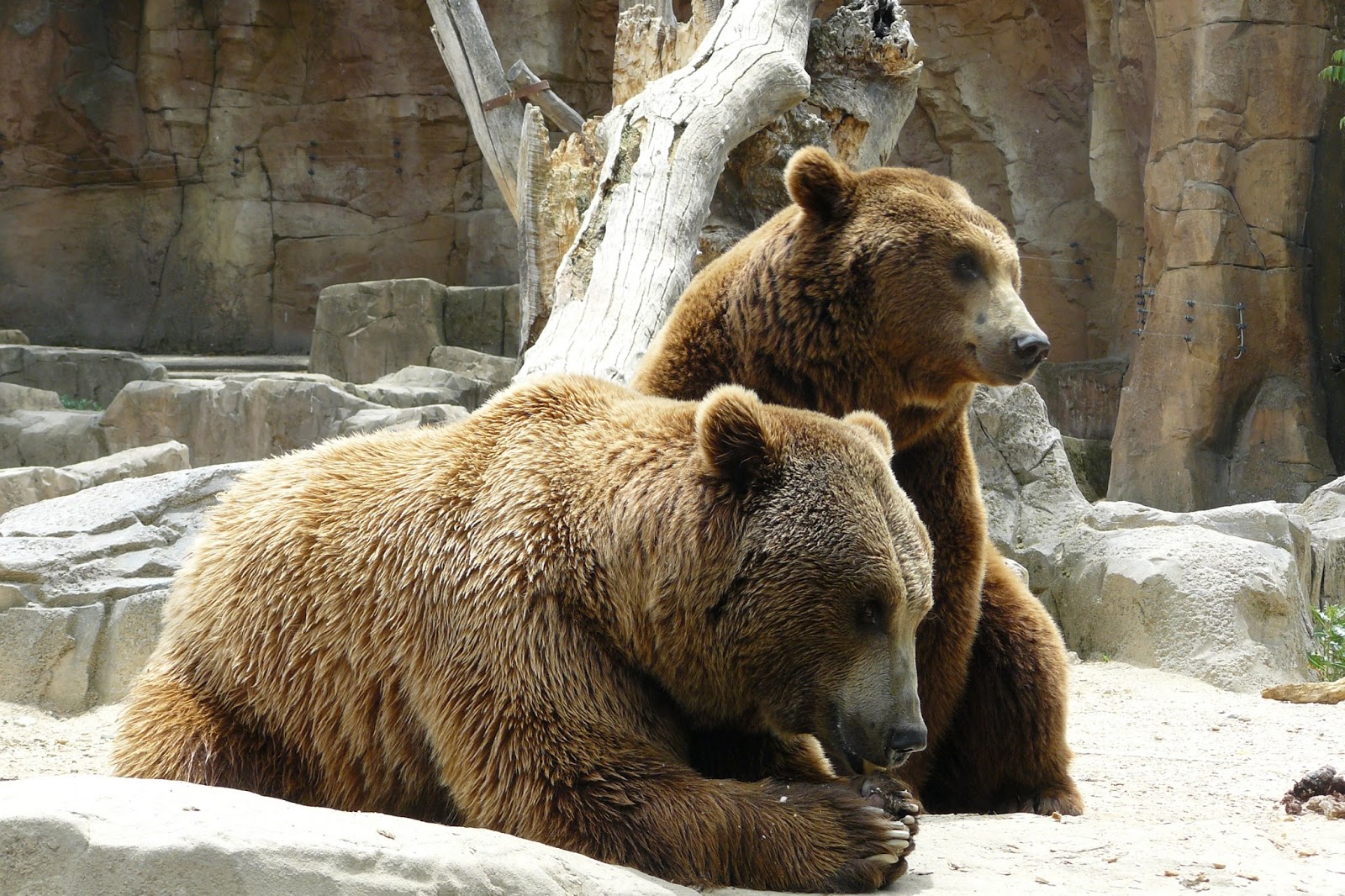 Extinción biodiversidad: El gran oso pardo